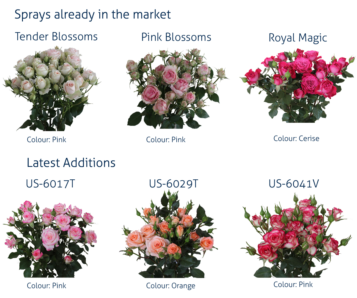 Spray Assortment Introduction to the Auction in Holland | United Selections