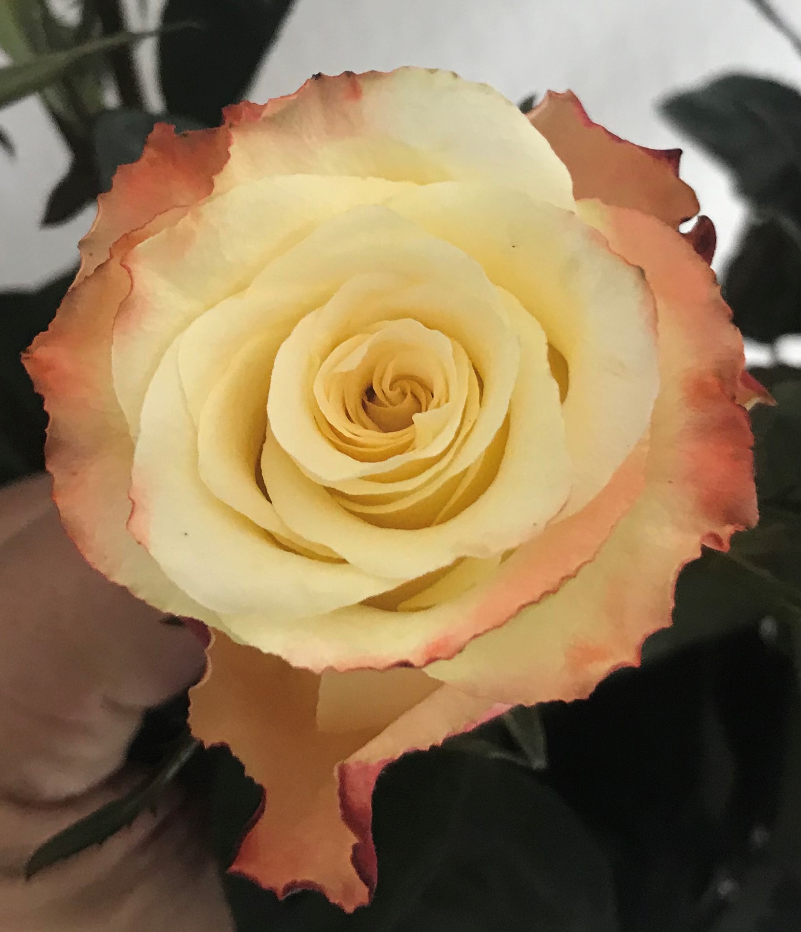 Cream Magic- Rose of the Month | United Selections